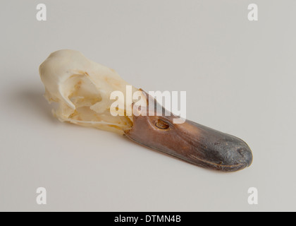 The skull of a duck Stock Photo - Alamy
