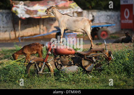 Goat standing on an old Royal Enfield motorcycle. This was an everyday ...