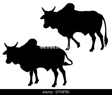 Zebu or humped cattle, Bos primigenius indicus (Indian buffalo, Bos ...