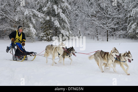 Male musher pushing four dog sled race event at Marmora Snofest Ontario ...