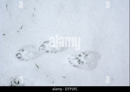 European Ferret, track, North Rhine-Westphalia, Germany / (Mustela ...