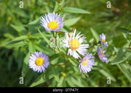 Alpine aster (Aster alpinus 'Goliath' Stock Photo - Alamy