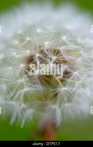 dandelion (leontodon hispidus Stock Photo - Alamy