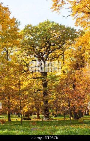 Autumn forest with tall trees and colorful leaves illuminated by ...