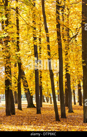 Many autumn trees at nature park in Saint Petersburg, Russia Stock ...