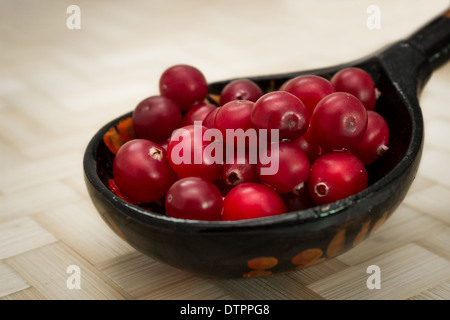 Ripe sour Cranberries in the forest Stock Photo - Alamy