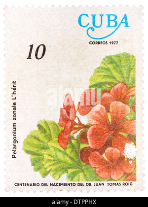 CUBA - CIRCA 1977: stamp printed by Cuba shows the Nerium Oleander ...