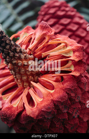 Seeding female cone of encephalartos ferox, an indigenous South African ...