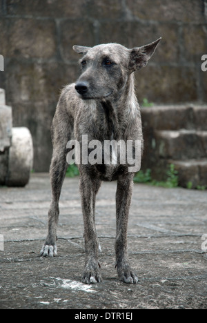 Stray Dog, Fort Santiago, Manila, Luzon, Philippines, Asia Stock Photo ...