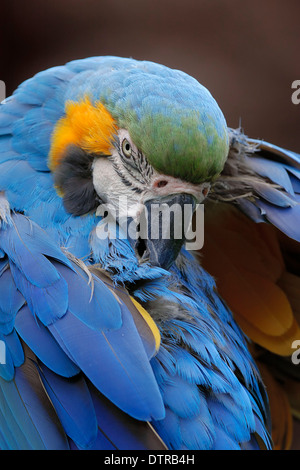 Blue and yellow macaw parrot with open wings in Iguazu national park, Brazil Stock Photo - Alamy