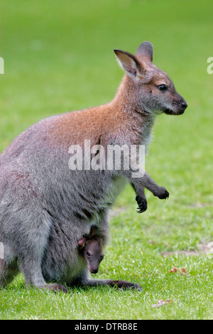 red-necked wallaby, adult with joey in the pouch Stock Photo - Alamy