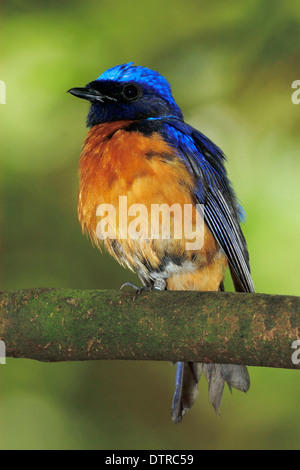 rufous-bellied niltava (Niltava sundara), sitting on a tree stub, China ...