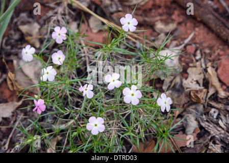 Longleaf Pholx, Phlox longifolia, Wildflowers, Zion National Park, Utah ...