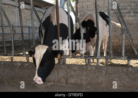 Italian cattle rearing: some cows in a farm Stock Photo - Alamy