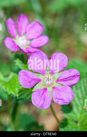 Flower of the Arctic Raspberry (Rubus arcticus acaulis), Newfoundland ...