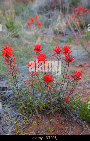 Wildflowers ????, Zion National Park, Utah, USA Stock Photo - Alamy