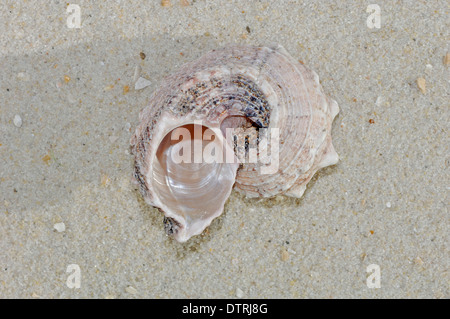 Sea snails (Angaria atrata), snail shell, snail shells Stock Photo - Alamy