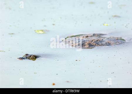 Indian Flapshell Turtle, Keoladeo Ghana national park, Rajasthan, India ...