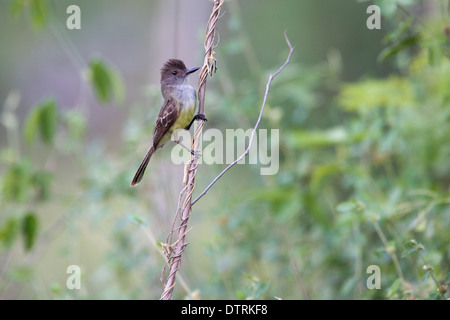 Apical Flycatcher (Myiarchus apicalis), a Colombian endemic, Magdalena ...