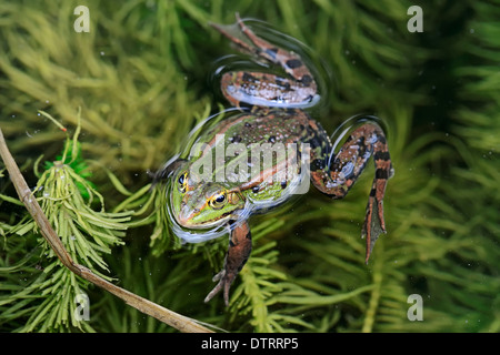 Edible Frog, North Rhine-Westphalia, Germany, (Rana esculenta), Europe ...