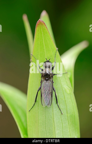 Adult St Mark's fly (Bibio marci) on leaves, appearing around St Marks ...