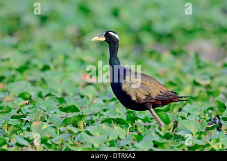 The image of Bronze-winged jacana (Metopidius indicus) at Manglajodi ...