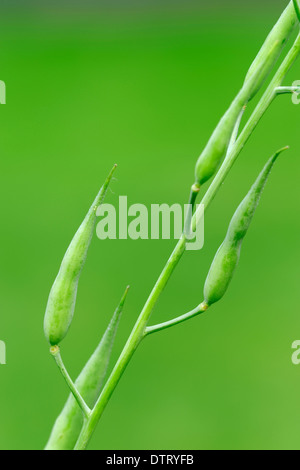 Wild Radish (Raphanus raphanistrum), pods, North Rhine-Westphalia ...
