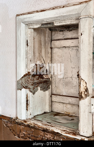Dry rot fungus fruiting body serpula lacrymans spread on underside of ...