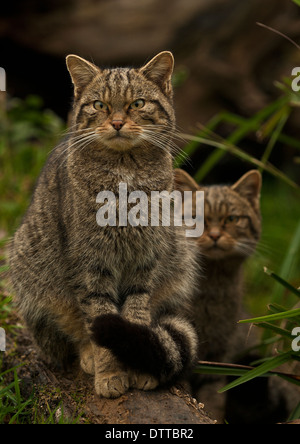 European wildcat (felis silvestris), young animal sitting on the ground ...