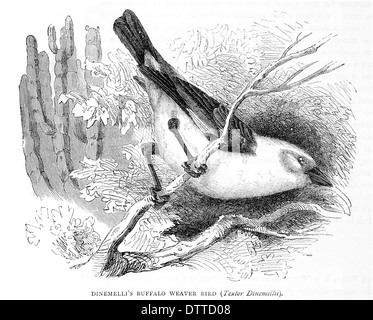 Weaver birds, 19th century illustration Stock Photo - Alamy