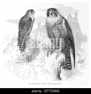 Illustration of a peregrine falcon (Falco peregrinus) in its stoop, or ...