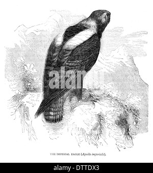 Imperial Eagle Aquila imperialis Stock Photo - Alamy