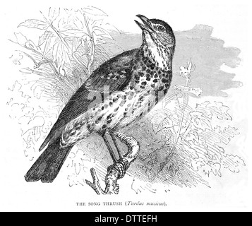 song thrush turdus musicus Stock Photo - Alamy
