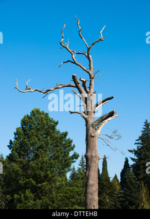 Dead tree forest on the blue pond Stock Photo - Alamy