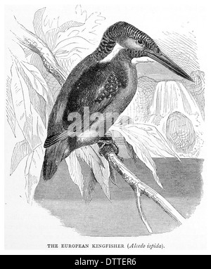 Engraved drawing of the European Kingfisher (Alcedo ispida), from the ...