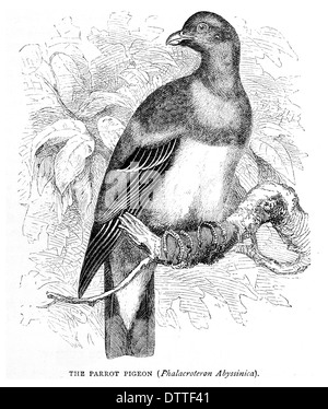 Bird illustration - Parrot - Antique plate of the dutch book ...