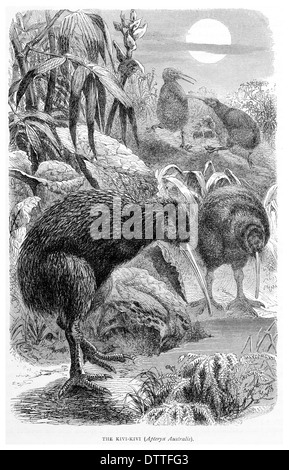 Antique engraved illustration of the kiwi bird. Vintage illustration of ...