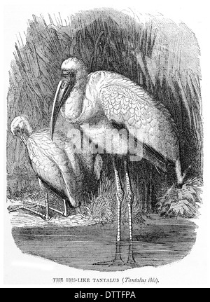 A modern tantalus Stock Photo - Alamy