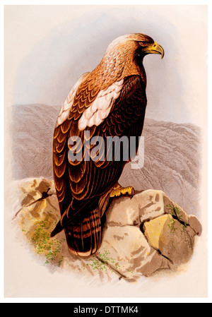 Imperial Eagle Aquila imperialis Stock Photo - Alamy