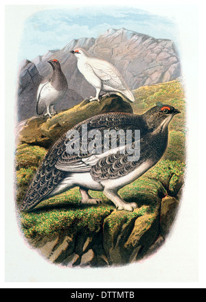 Lagopus mutus, ptarmigan Stock Photo - Alamy