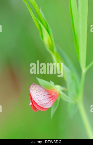 Narrow-leaved Red Vetchling, Provence, Southern France (Lathyrus ...