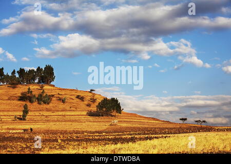 African landscapes -hot yellow bush, trees and blue sky. Conceptual ...
