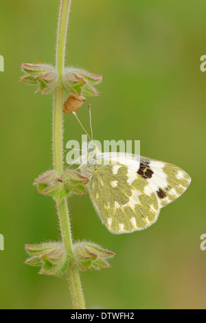 Bath bath white (Pontia daplidice), adult female, resting on trunk ...