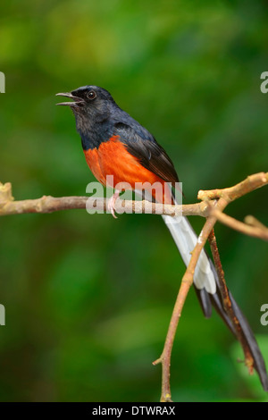 White-rumped shama male sitting on open perch in winter evening at ...