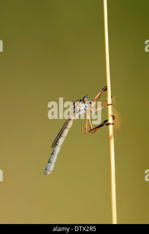 Slender Striped Robberfly (Leptogaster cylindrica Stock Photo - Alamy