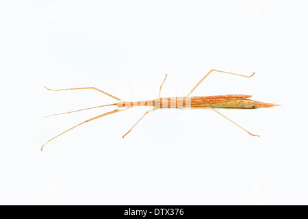 Winged pink winged stick insect (Sipyloidea sipylus), moulting, stick ...