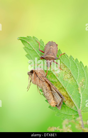 Spiny Shieldbug, Spike Shouldered Stink Bug or Stinkbug (Picromerus ...
