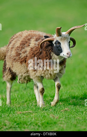 Jacob Sheep or Jacob's Sheep (Ovis ammon f. aries), female Stock Photo ...
