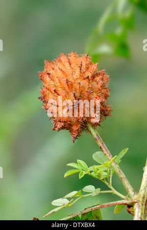 Common Liquorice (Glycyrrhiza glabra, Glycyrrhiza officinalis ...