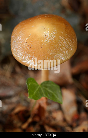 Rooting Shank or Deep Root Mushroom, Xerula radicata (Oudemansiella ...